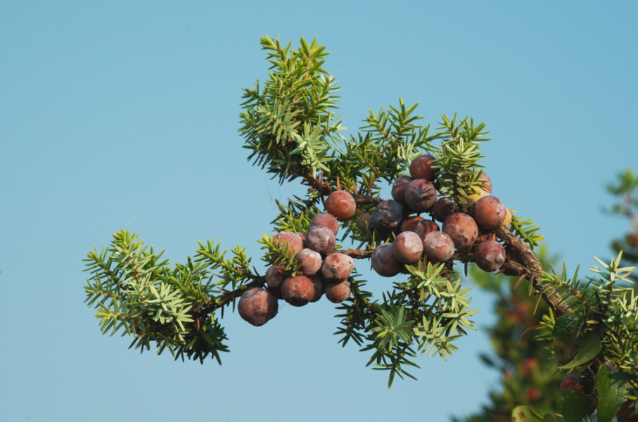 Huile essentielle de Cade : comment l'utiliser correctement ...